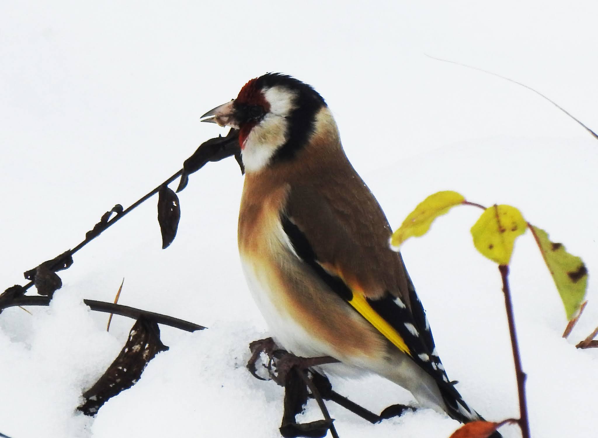PASARI DIN ROMANIA: STICLETE(1), Carduelis carduelis