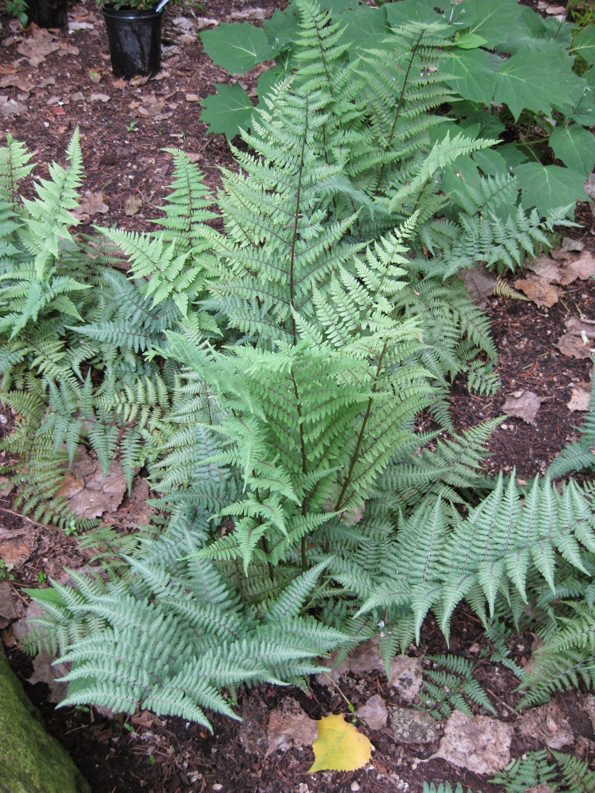 Ghost Fern - A Solid Performer - Rotary Botanical Gardens