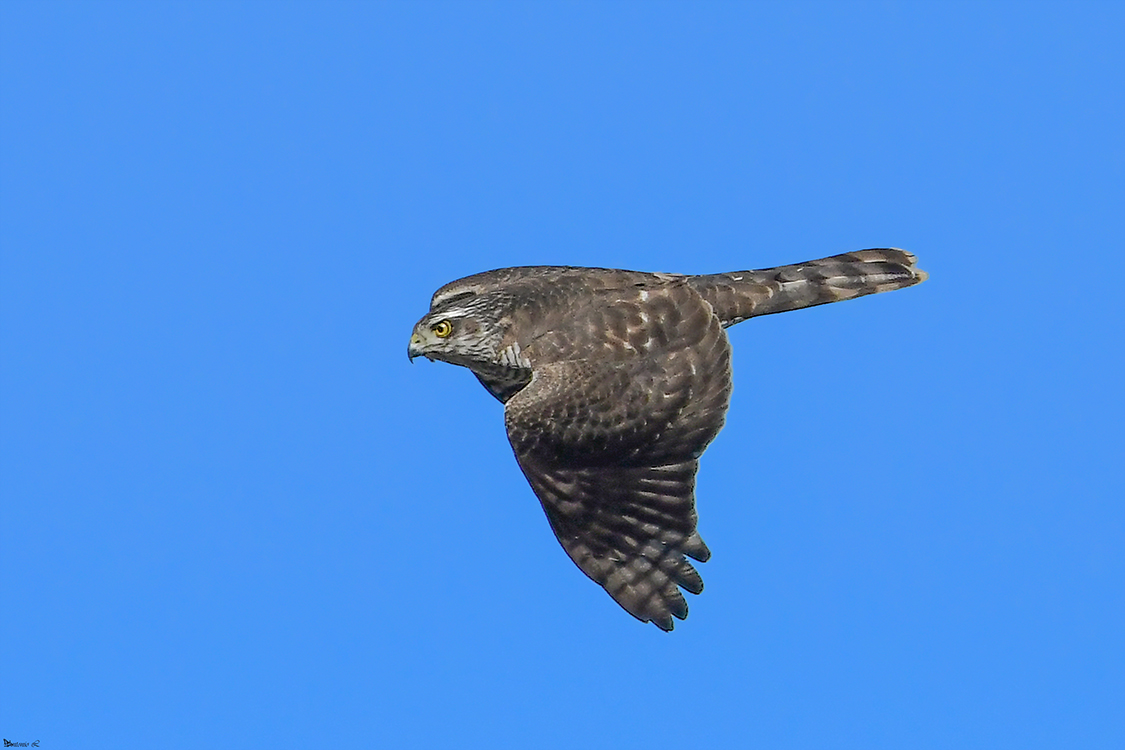 Objetivo: Naturaleza Viva: Gavilán común (Accipiter nisus)