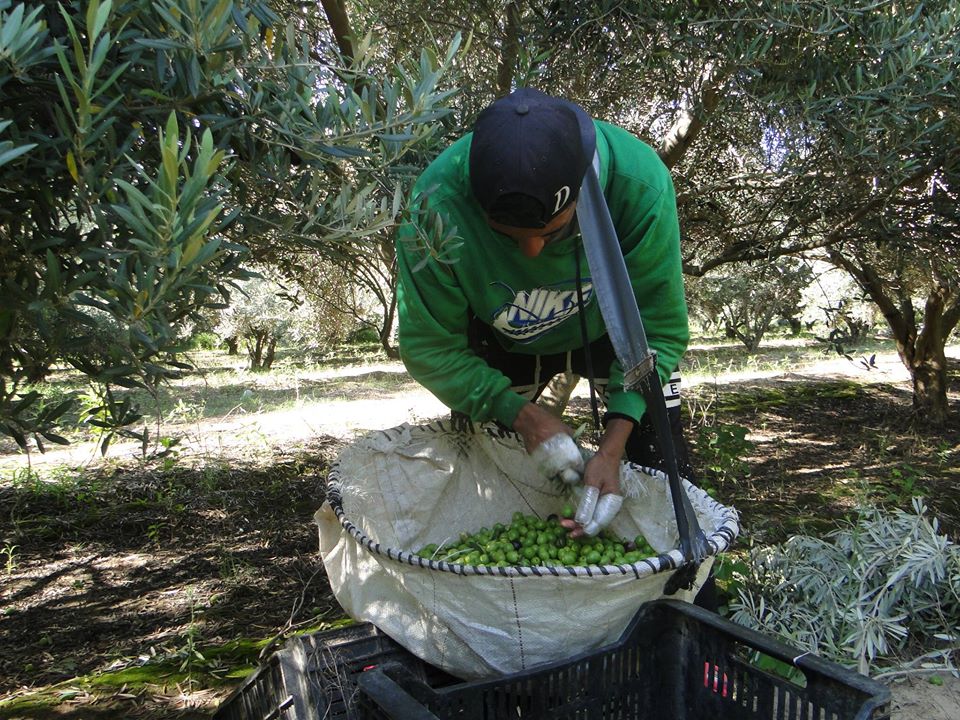 Asolcat necesita 4 mil personas para la cosecha de aceituna