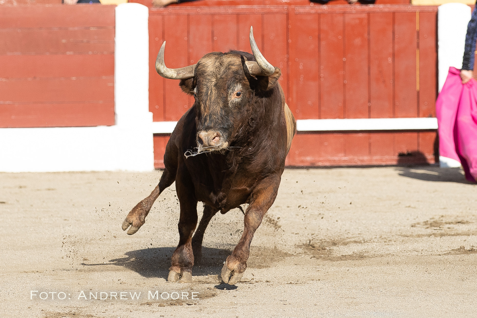 Toro, Torero y Afición: Ceret 2021 : Toros de Reta de Casta Navarra ...