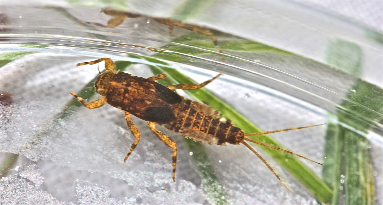 Aquatic Insects of Central Virginia: Off to the Doyles: Lots of Spiny ...