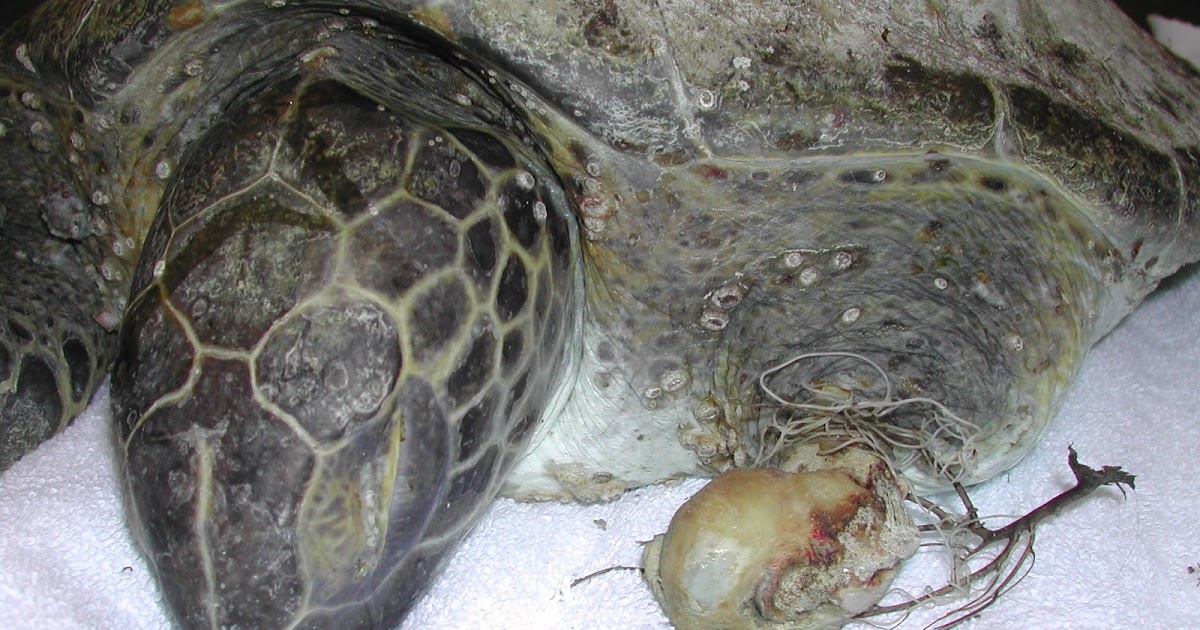The Parental Magazine: How to Help an Injured or Stranded Sea Turtle