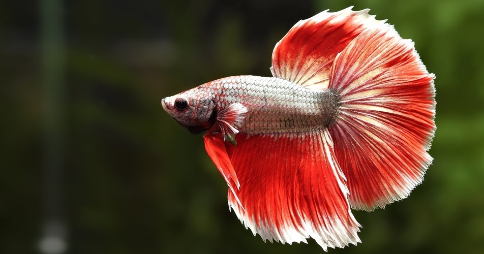 Ikan Cupang Spesies Betta Splendens