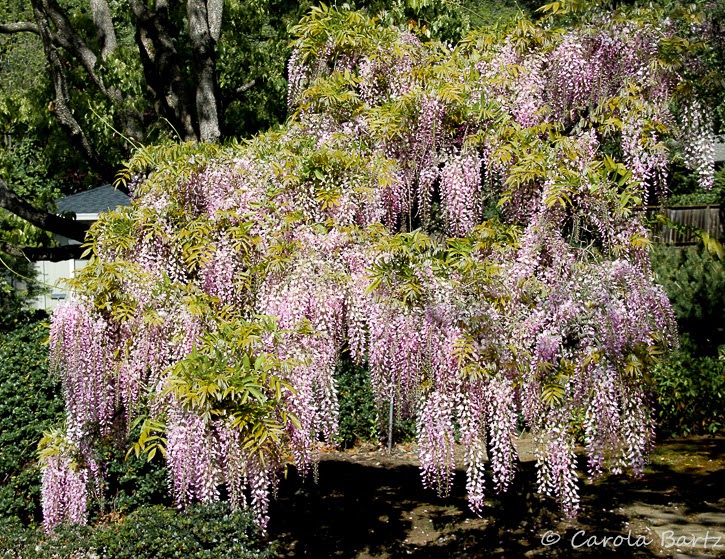 carola bARTz: The Pink Wisteria