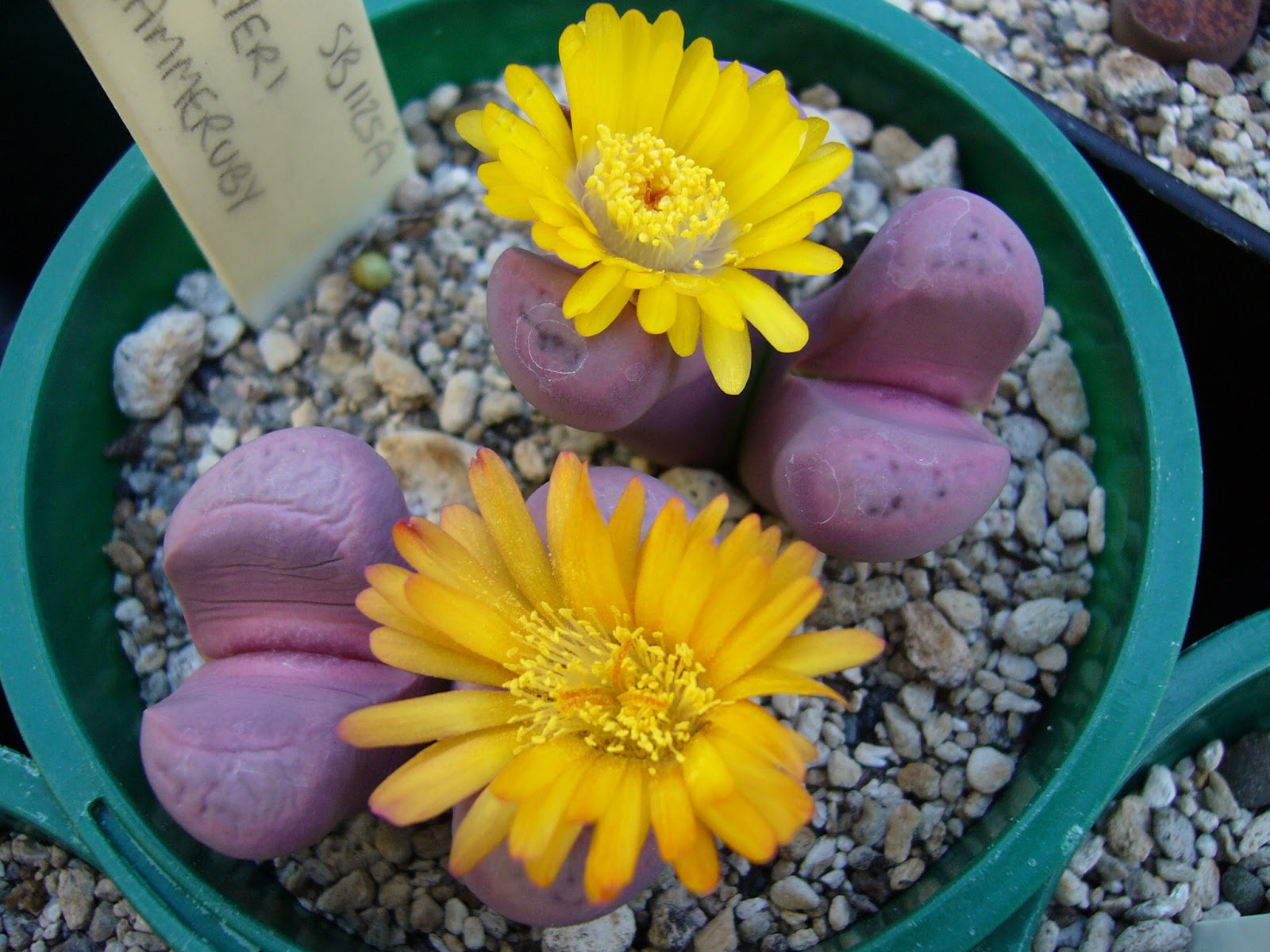 Lithops meyeri | Travaldo's blog
