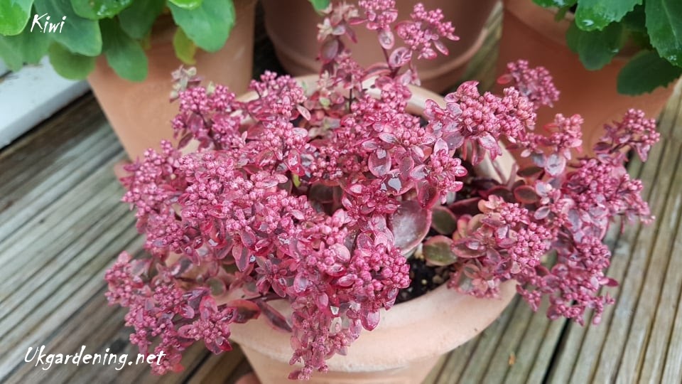 UK Gardening: Sedum Sunsparkler Wildfire