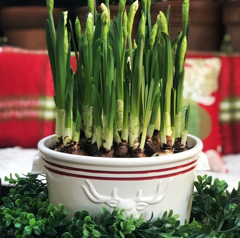 Tamera Beardsley: Holiday Paperwhites