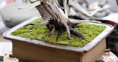 How To Grow Moss For Bonsai Trees - About Bonsai