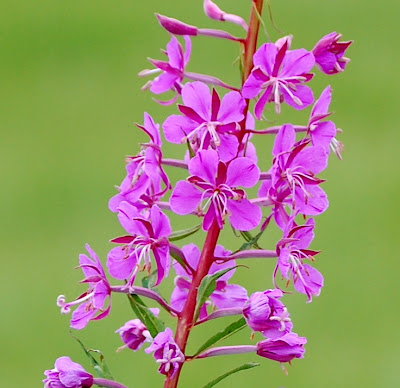 Verna trehus: Roser og Geitrams