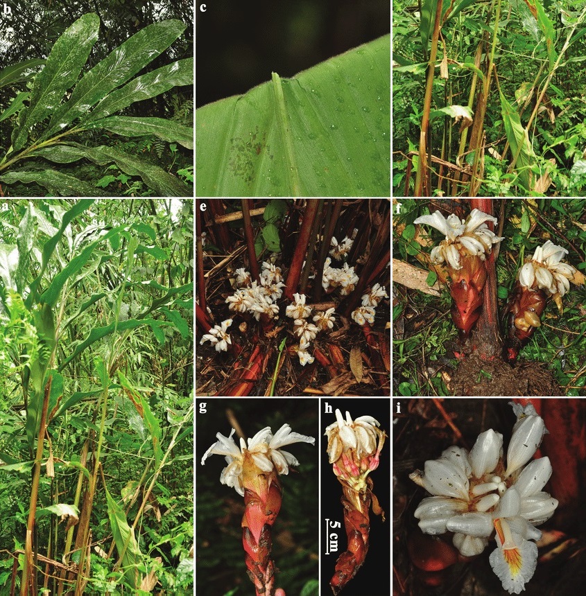Species New to Science: [Botany • 2019] Amomum erythranthum & A ...