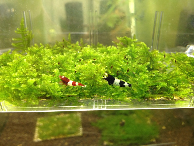 Just Shrimp Stuff: Wine Red & Panda