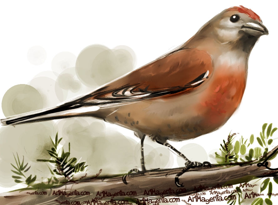 Birds: Linnet