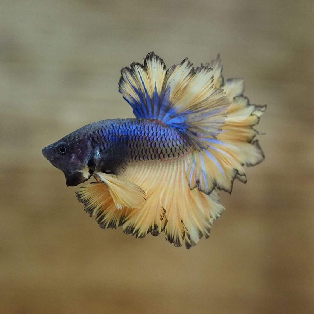 The Most Beautiful Live Male Blue Feathertail Betta Siamese Fighting Fish