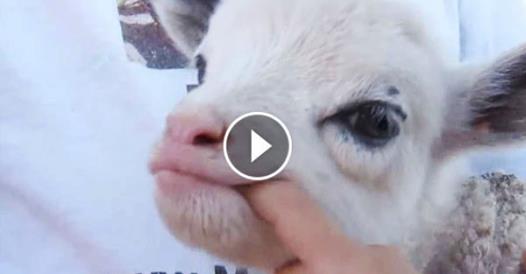 Sheep Ended Up Mating With A Goat. Now Their Hybrid Child Is Taking The ...