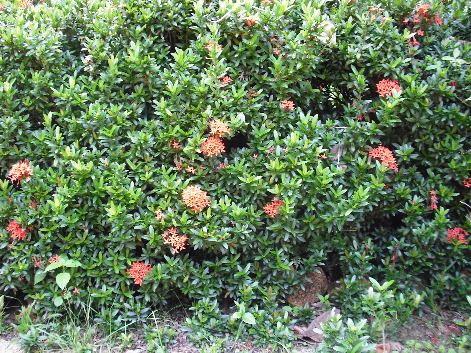 Relatif: Siri 05: Bunga-bungaan