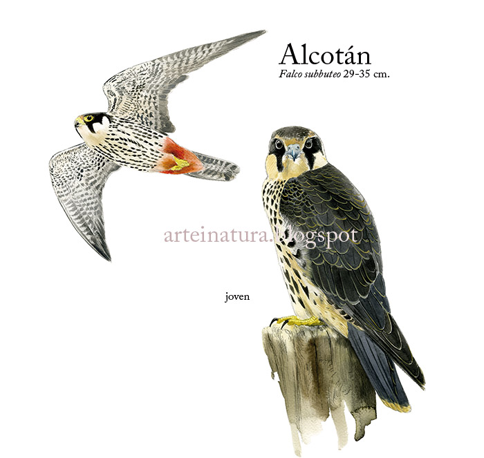 artenatura: Alcotán