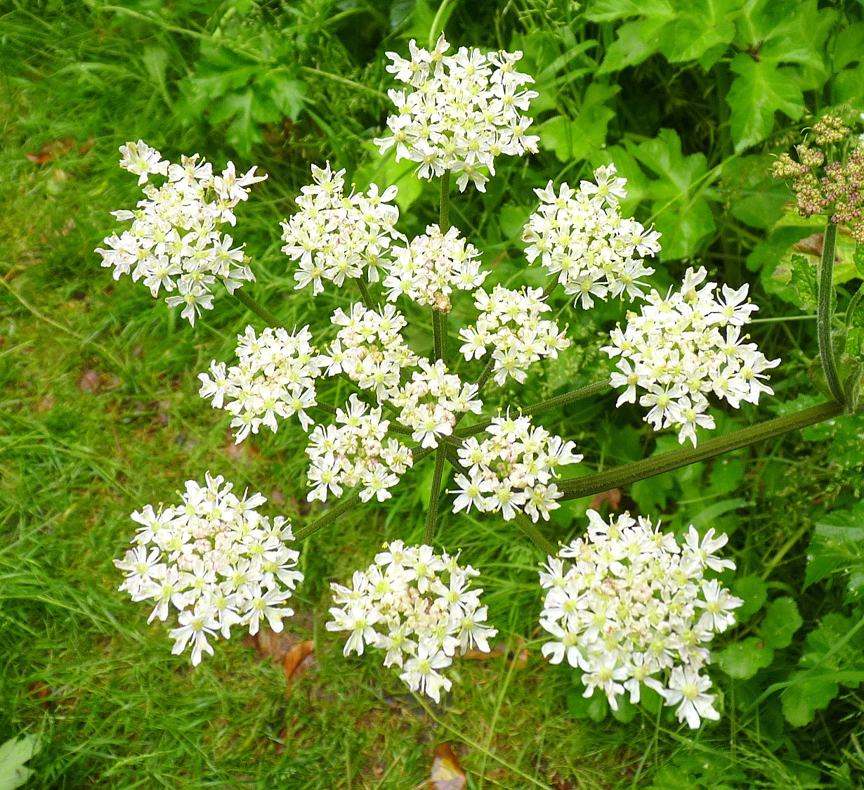 Birding For Pleasure: Walk with Nature in Strangford Wood