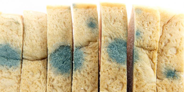 Produk Olahan Jamur: Latar Belakang Jamur 1