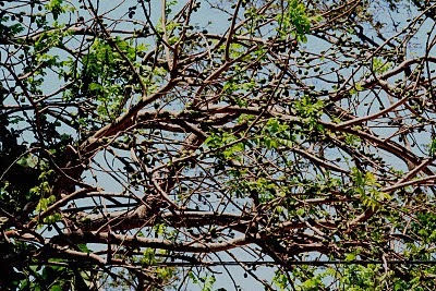 Living with Nature - School on Blog by Dr. Abercio V. Rotor: It's ...