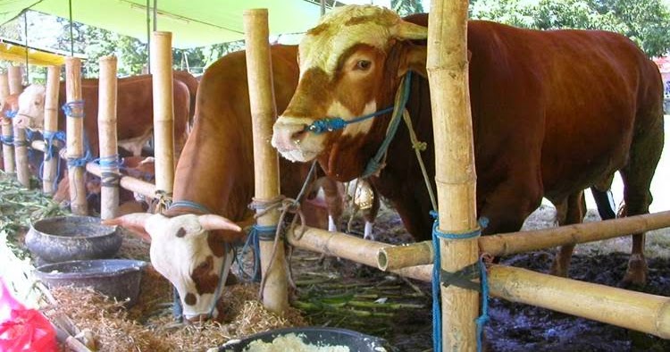 Cara Membuat Pakan Ternak Sapi Potong Yang Modern