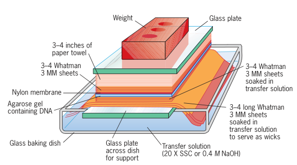 SOUTHERN BLOTTING | an Overview, Principle, Steps and Application