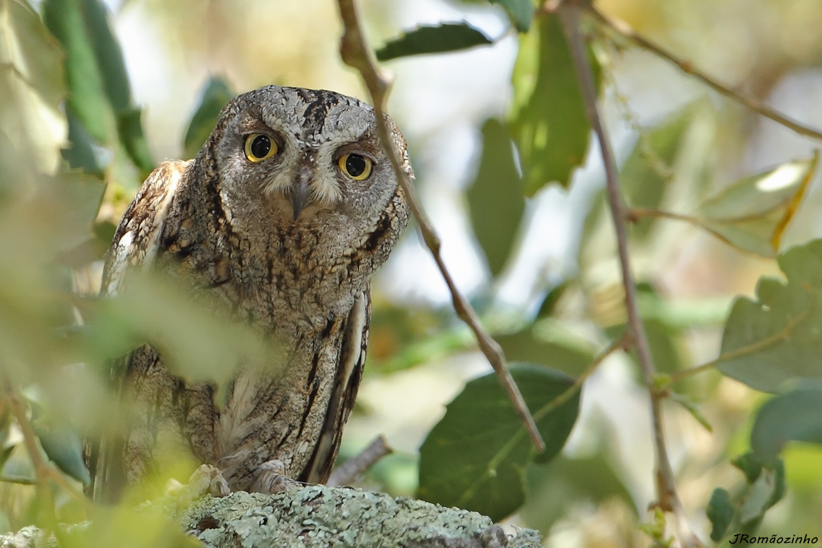 Pescador de aves: Mocho d'orelhas