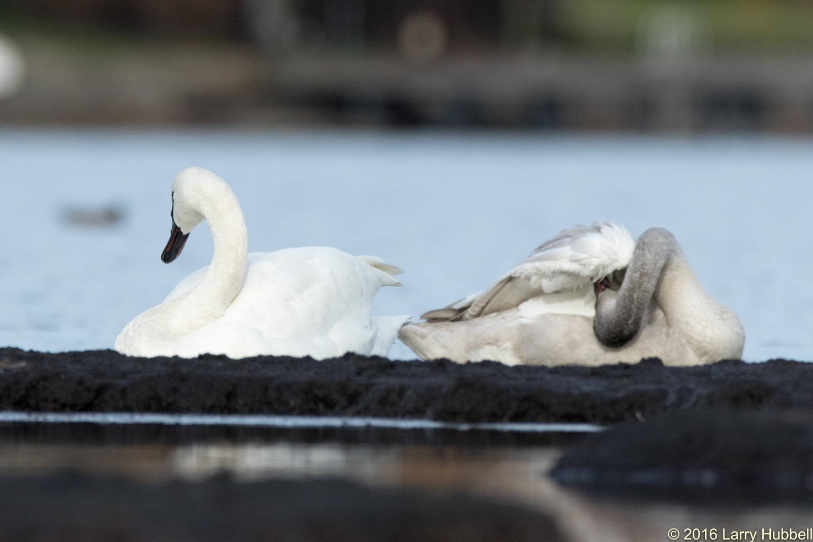 Union Bay Watch : The World's Largest Swans