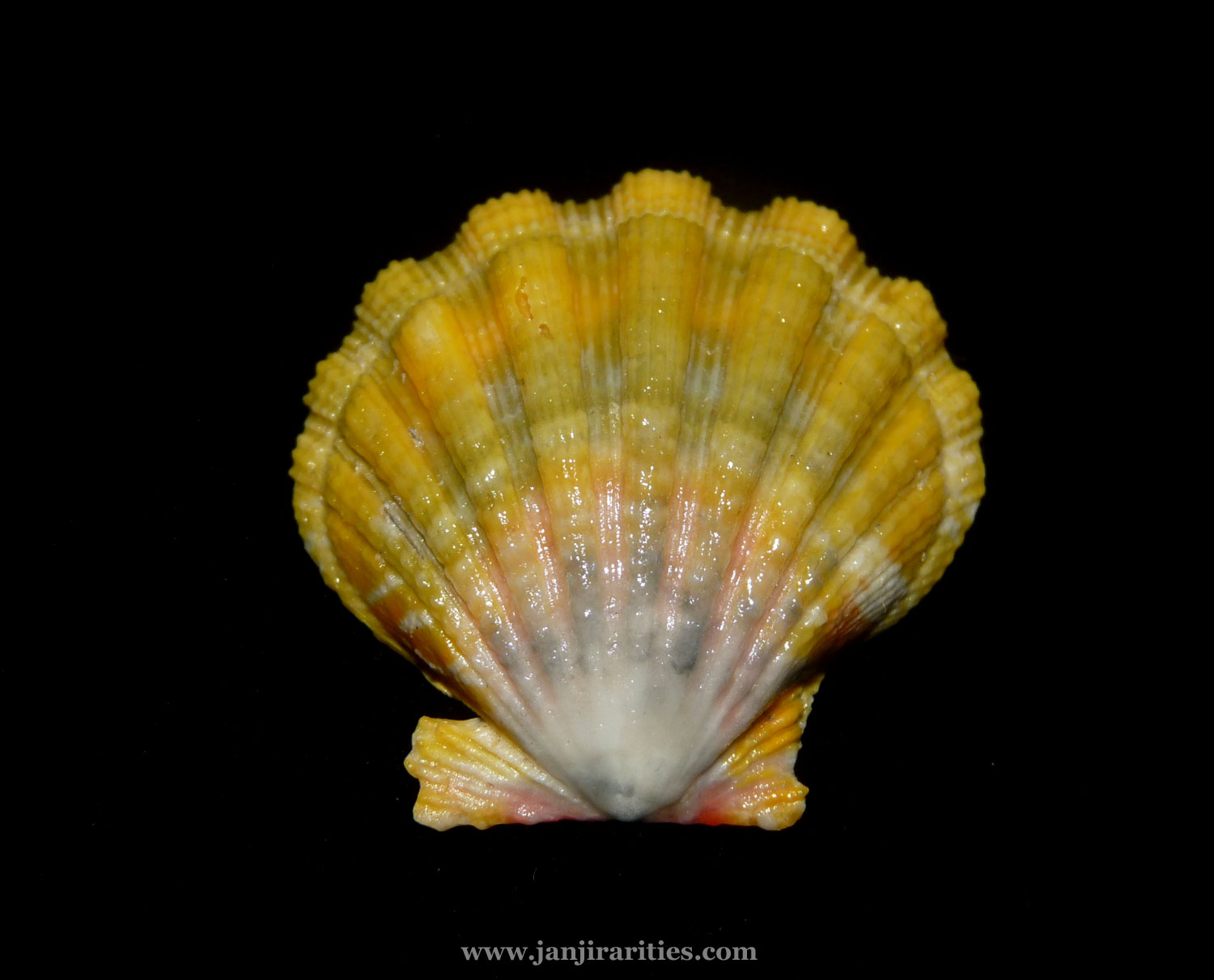 Kahelelani & Sunrise shell jewelry by.... Janjira: Sunrise shells