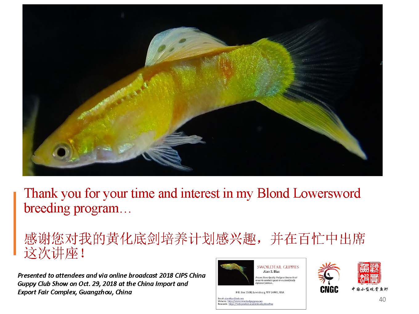 Yellow Swordtail Guppies