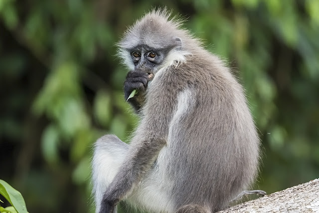 As The Crow Flies - a Hong Kong Birding Blog: West Malaysia - January ...