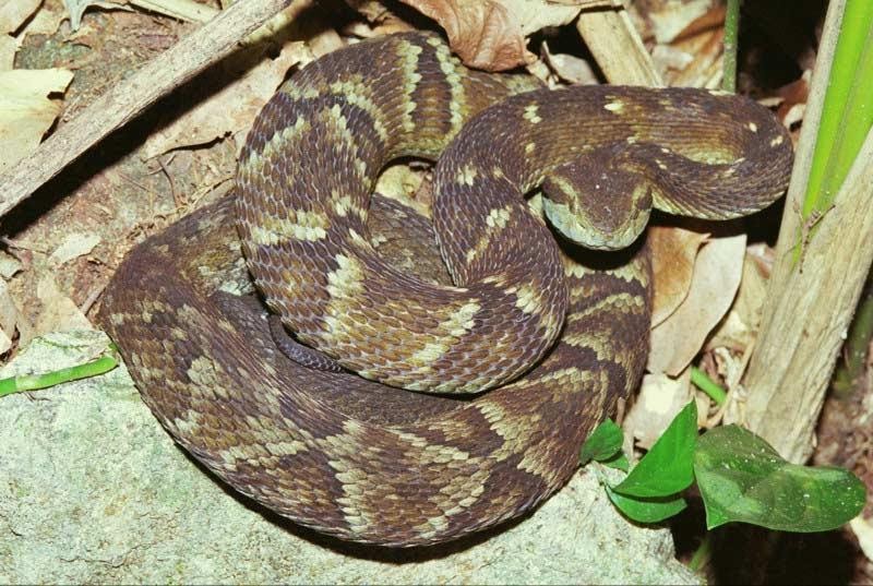 Snake Master: Jararaca