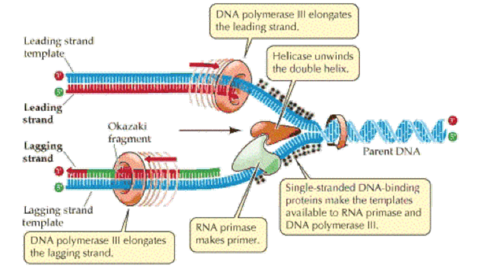 Science Technology: BioMolecules : DNA Replication and Protein Synthesis