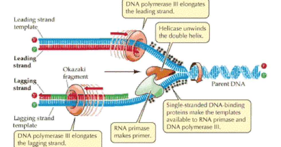 Science and Technology: BioMolecules : DNA Replication and Protein ...
