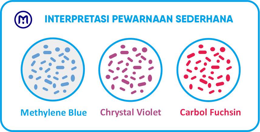 Pewarnaan Sederhana - Prinsip dan Prosedur Pewarnaan - MicrobeHolic