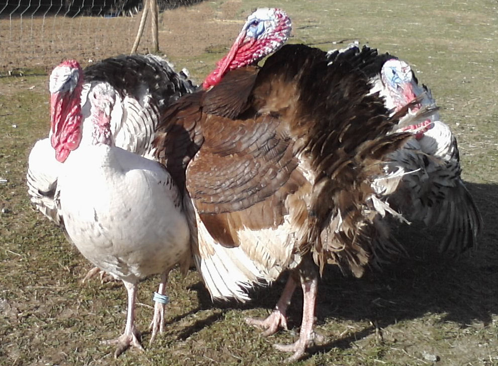 Rope Yarn Corner: TURKEYS