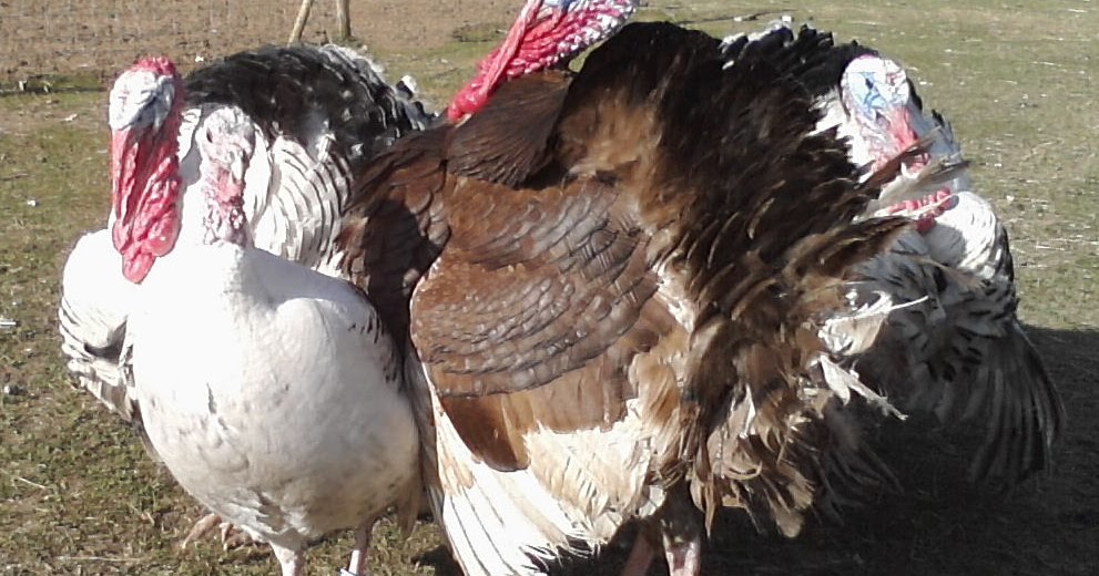 Rope Yarn Corner: TURKEYS