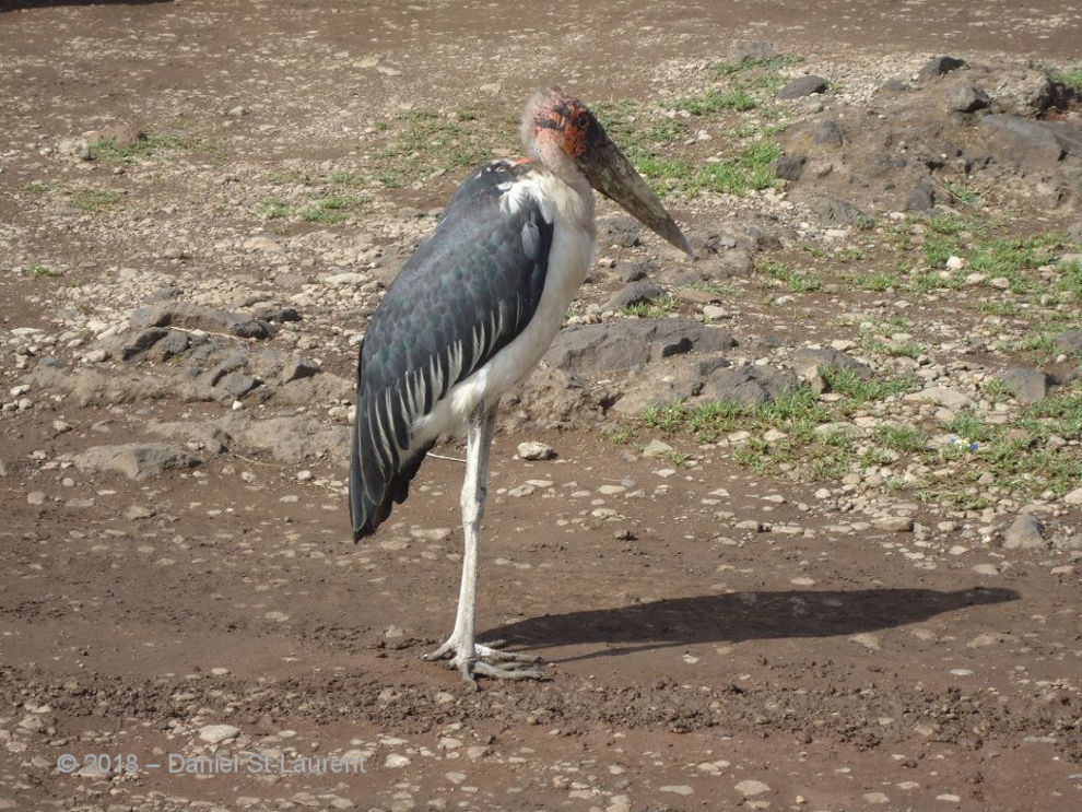 MARABOU STORK