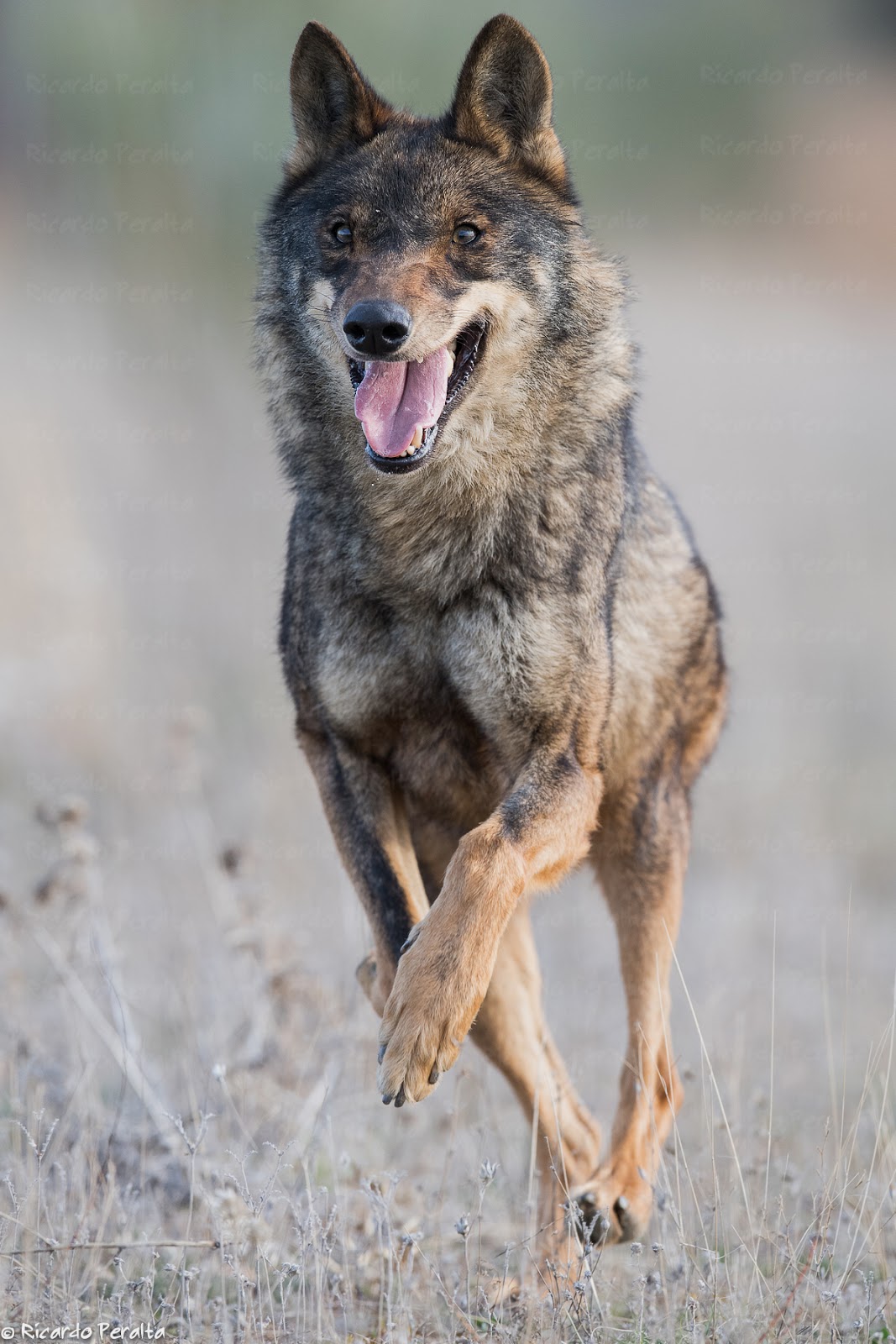 Ricardo Peralta. Fotógrafo de Naturaleza: Lobo Ibérico (Canis lupus ...