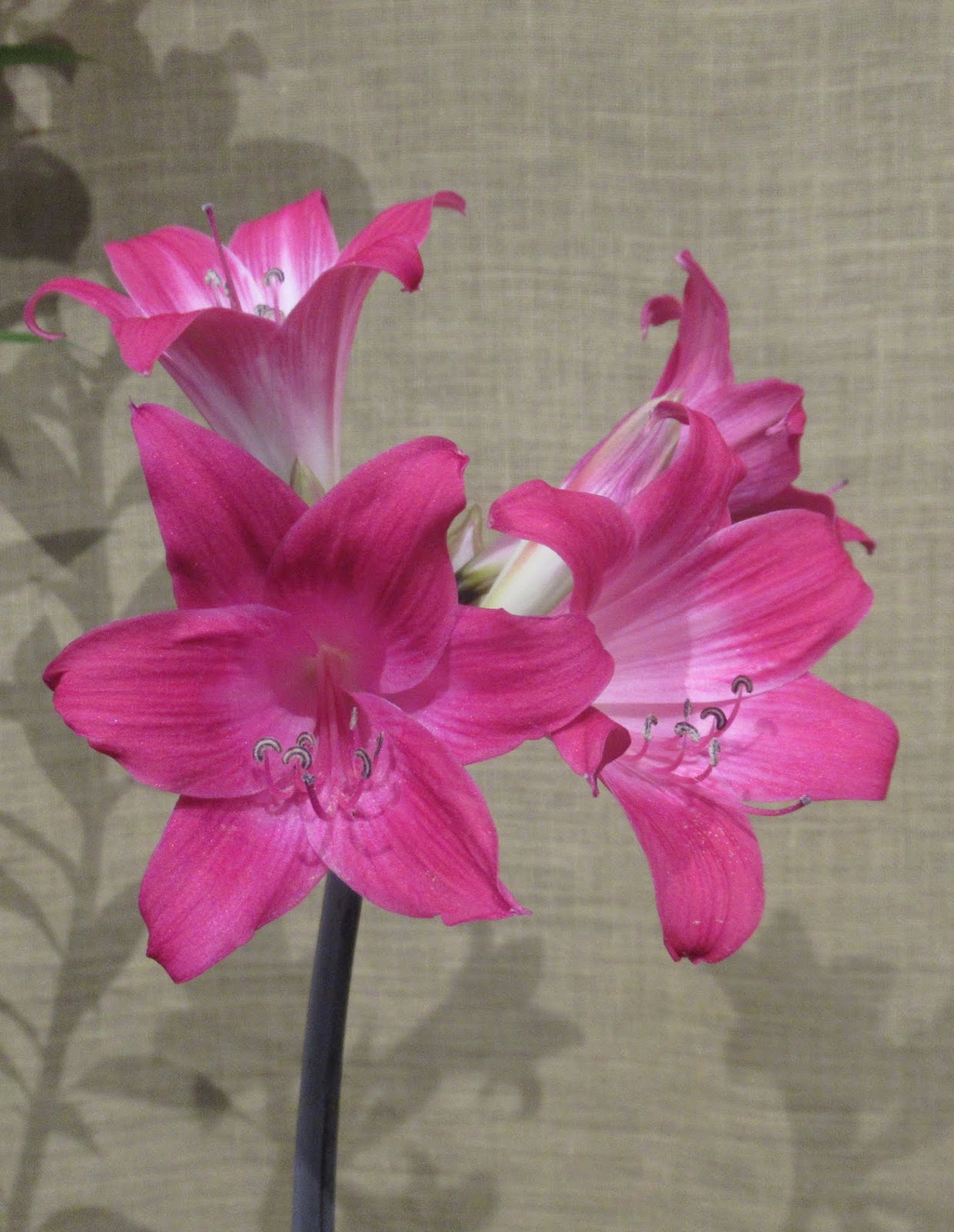 The Victorian Bulb Society: TUBEROUS BEGONIA, AMARYLLIS BELLADONNA ...