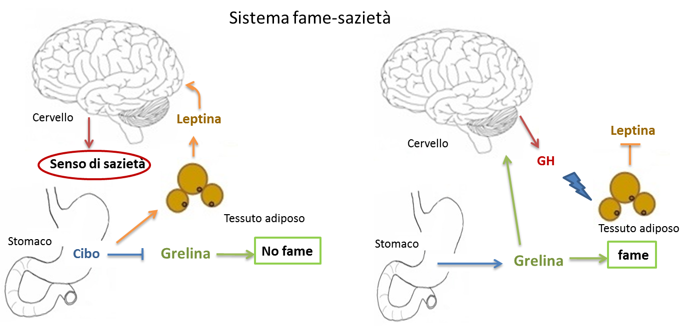 Perché ingrassiamo?? Parte I | Appunti di Nutrizione
