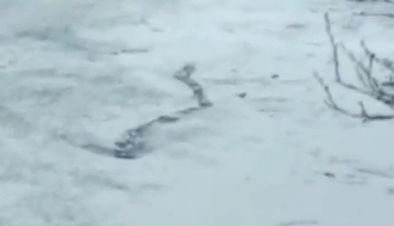 Phantoms and Monsters - Real Eyewitness Cryptid Encounter Reports