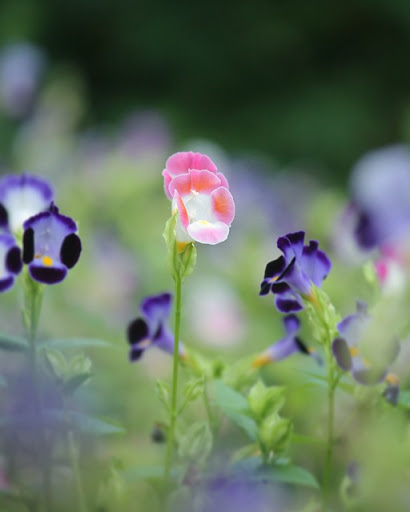 Cara Merawat dan memperbanyak Bunga torenia | Bunga matakucing ...