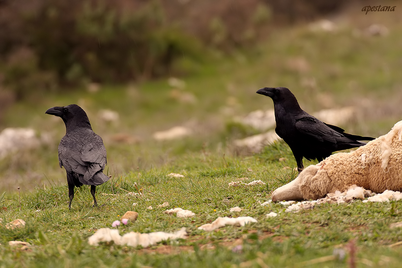animales ibéricos en la cultura popular: CUERVOS Y GRAJOS