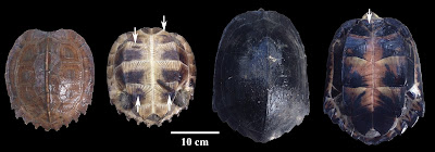 Species New to Science: [Invertebrate • 2019] Placobdelloides ...