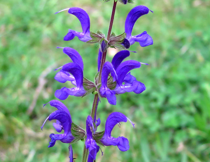 Flores silvestres de color azul, morado o lila - 9