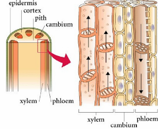 Jaringan Pengangkut pada Tumbuhan; Xilem dan Floem beserta Pengertian ...