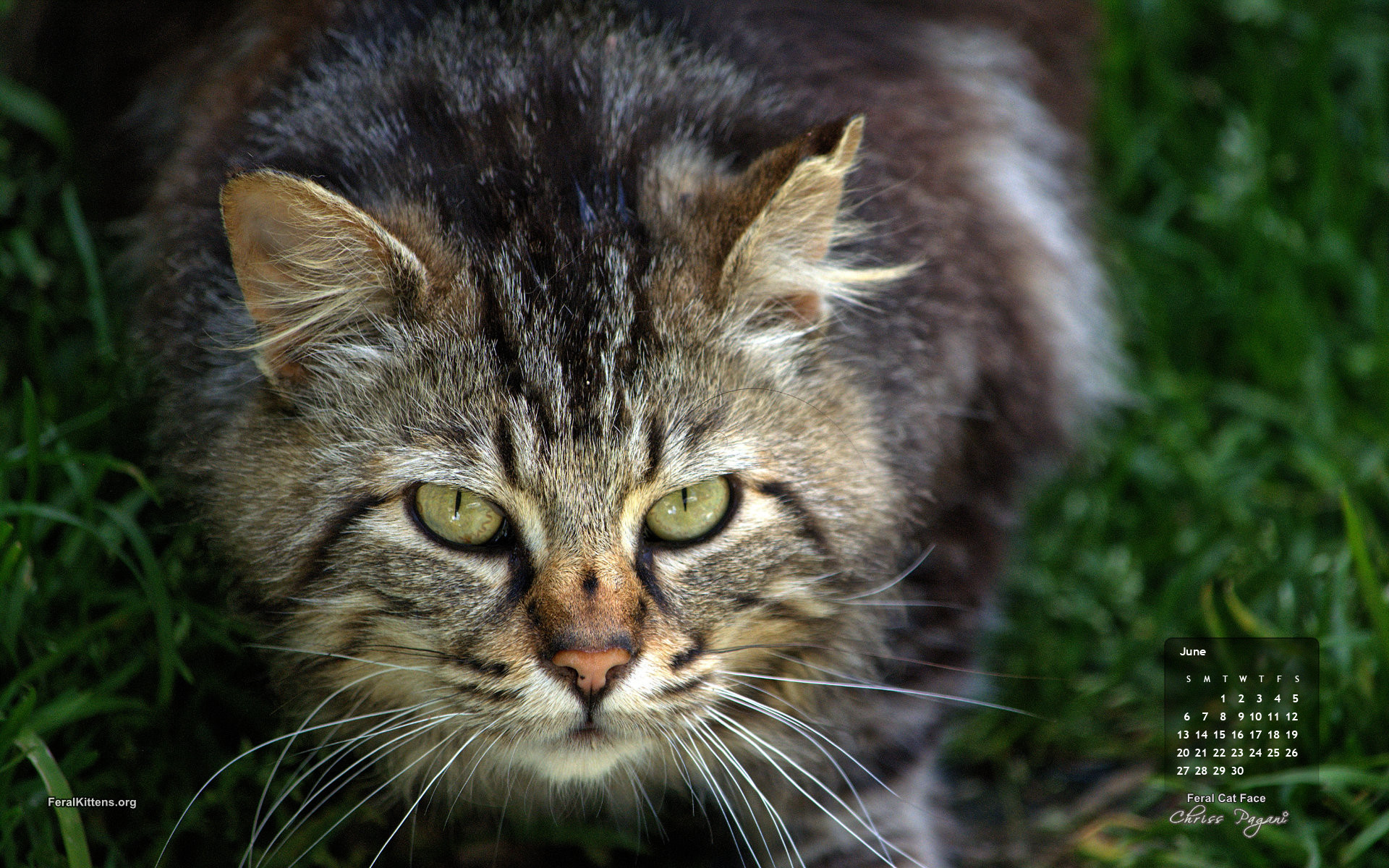 June 2021 Cat of the Month Wallpaper - Adorable Feral Cat Face
