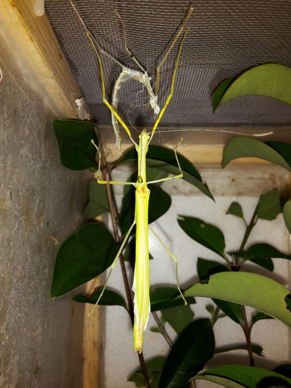 INSECT PLANET: Fasmidi - INSETTI STECCO, INSETTI FOGLIA (stick & leaf ...