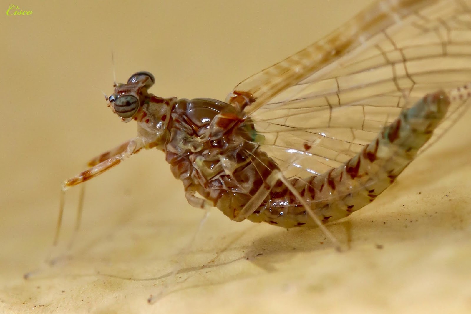 Cuaderno de campo. Naturaleza de Canarias: Efímera